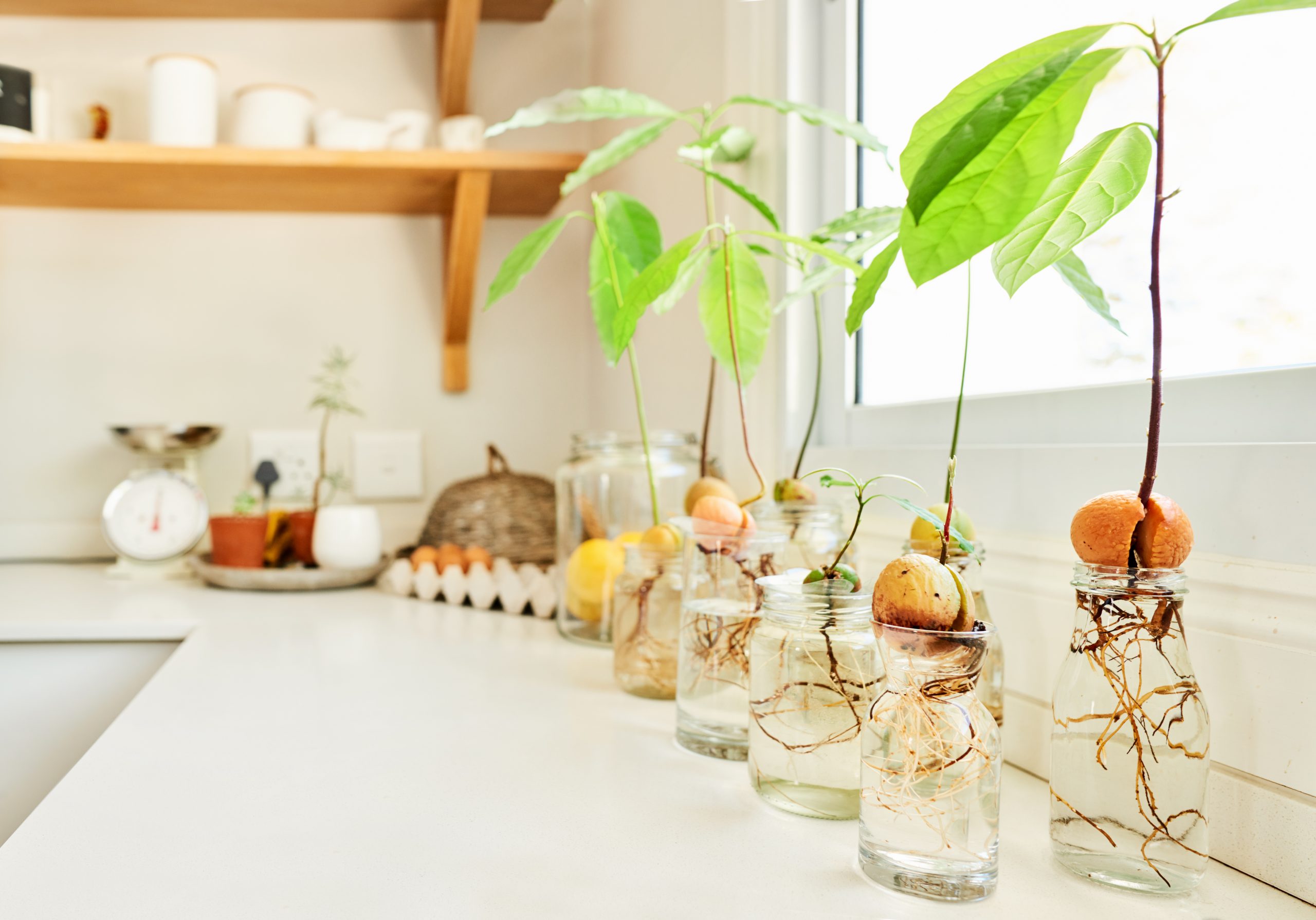 Foods you can regrow from scraps | Woman and Home Magazine