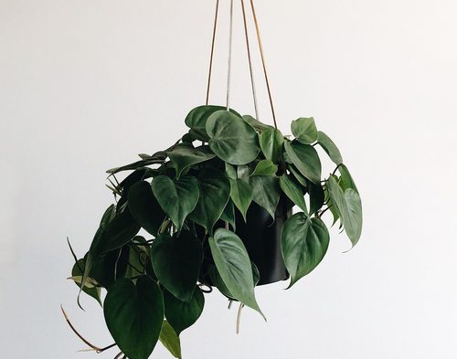 5 Indoor plants that require little to no light