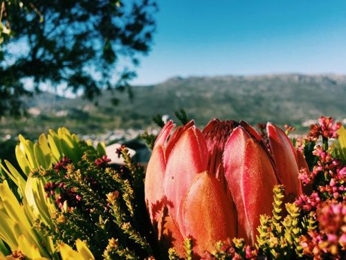 Embrace indigenous verdure: 4 unique fynbos plants you can grow at home ...