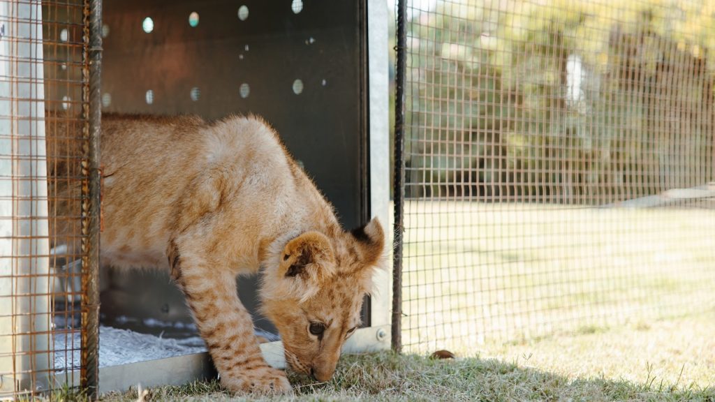 Lion cub rescued in Lebanon relocated to South African sanctuary ...