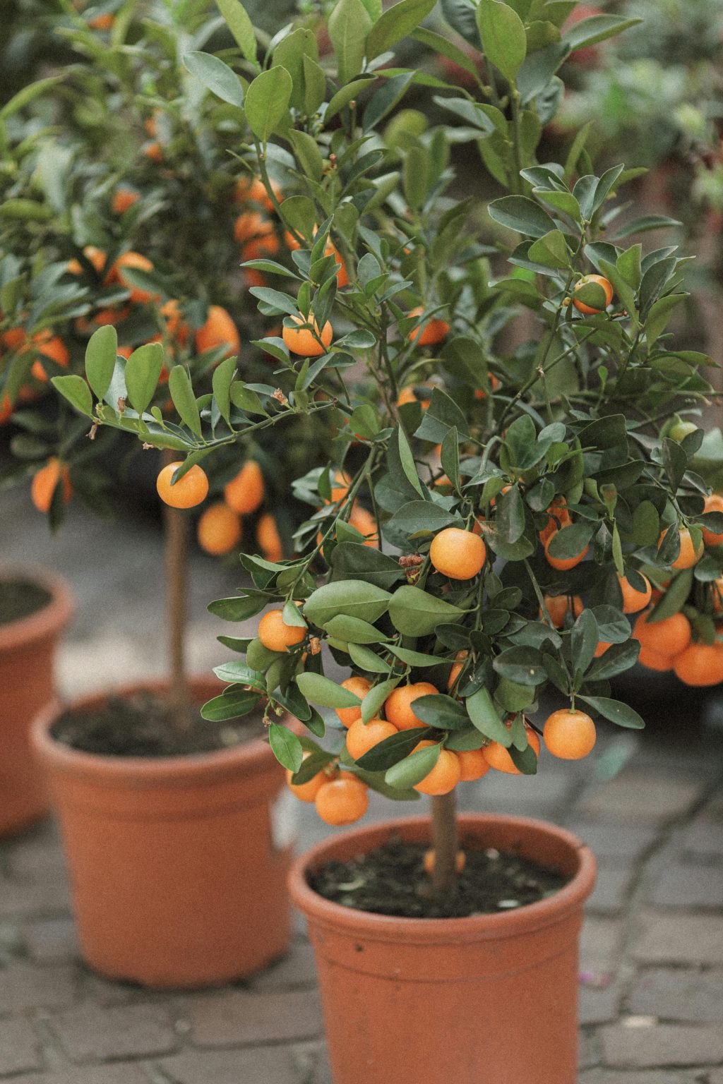 The top 10 fruit to grow in containers | Woman&Home Magazine