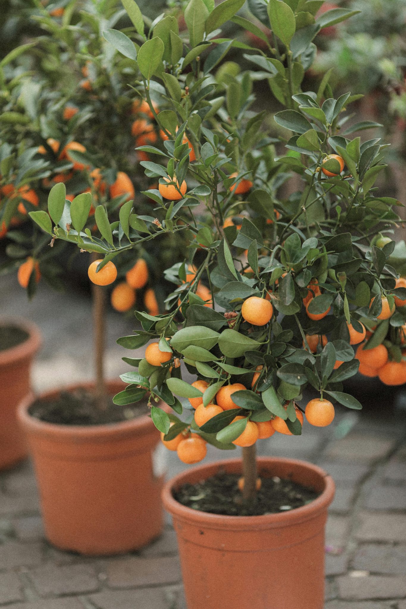 The top 10 fruit to grow in containers | Woman&Home Magazine