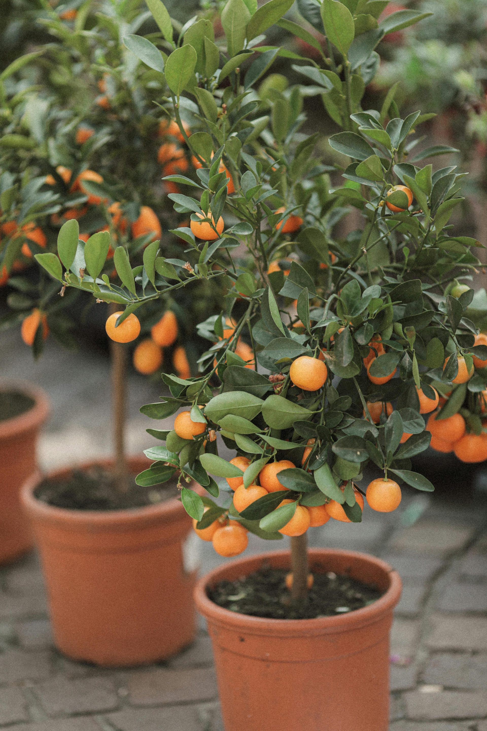 The top 10 fruit to grow in containers | Woman&Home Magazine