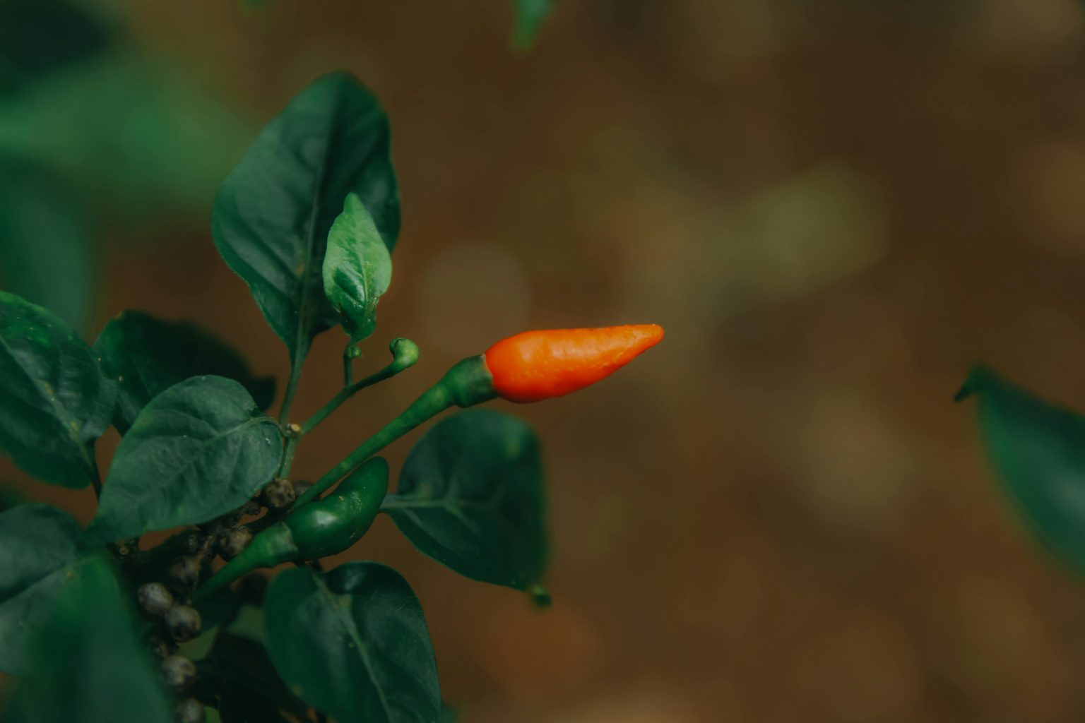 Surprising health benefits of chilli leaves – and how to use them ...