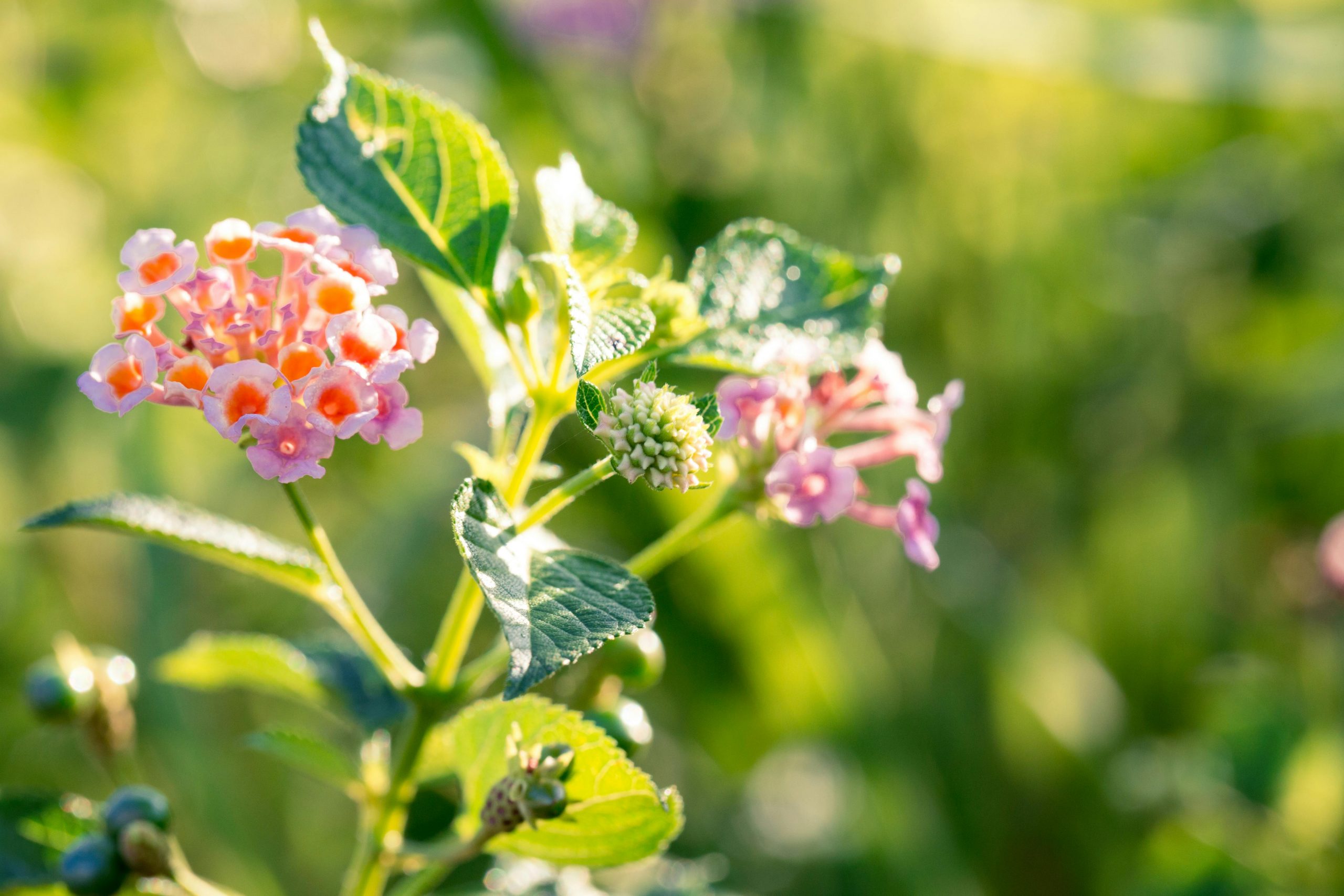 4 surprising invasive plants you might have in your garden | Woman and ...