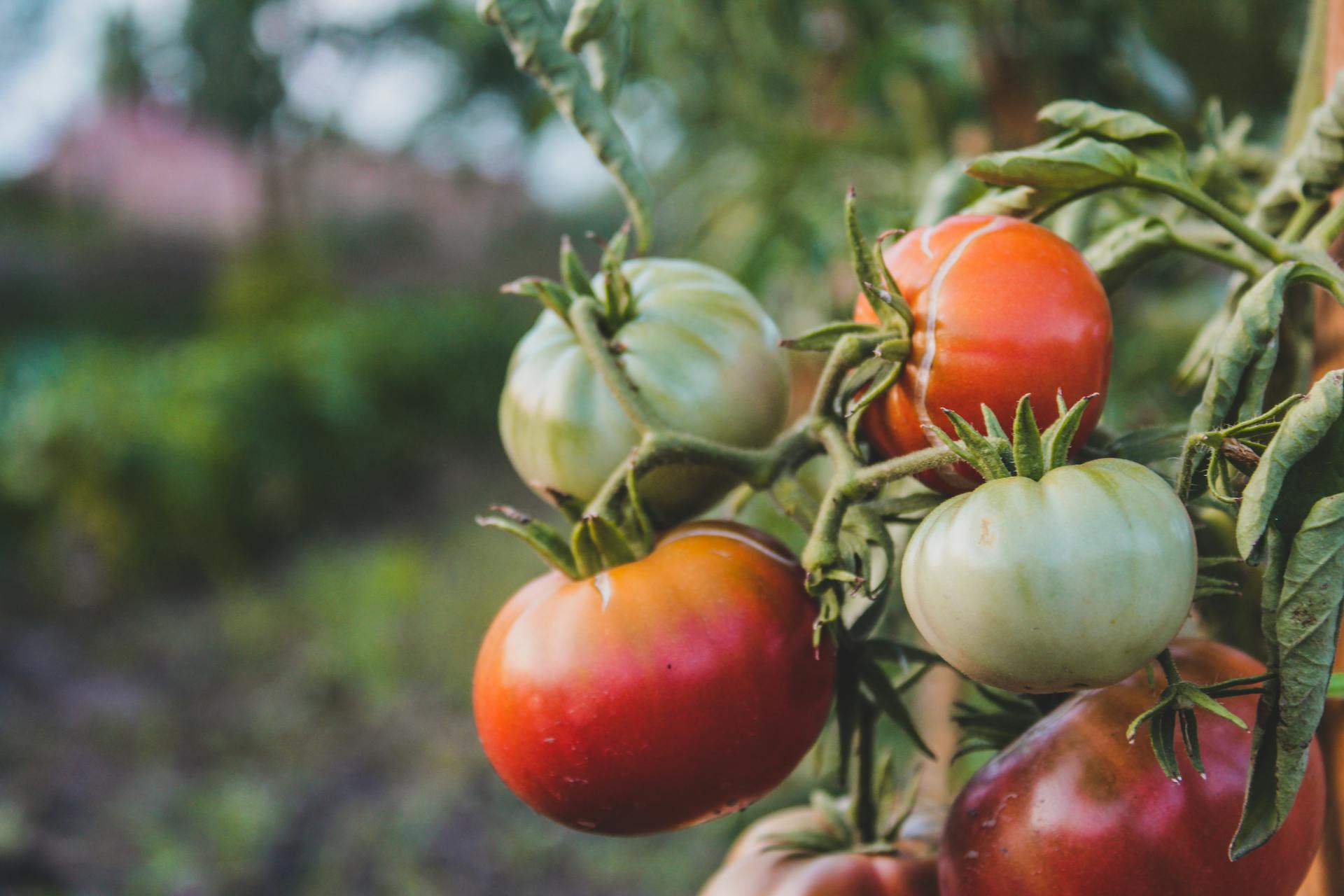 The upside-down tomato trick that is changing home growing | Woman and ...